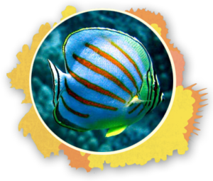 Maui Reef Fish Guide - The Snorkel Store